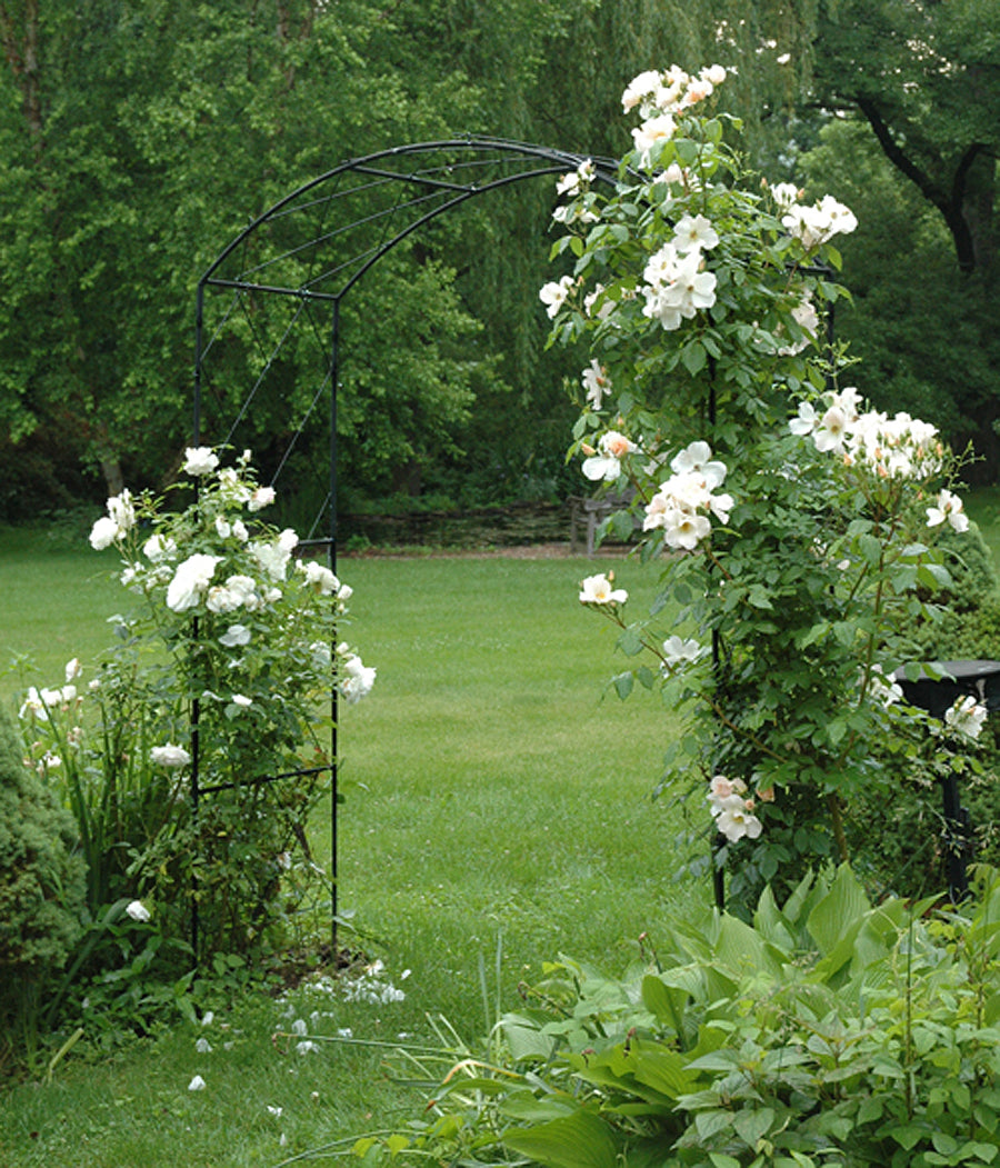 Monet Rose Arch – Charleston Gardens